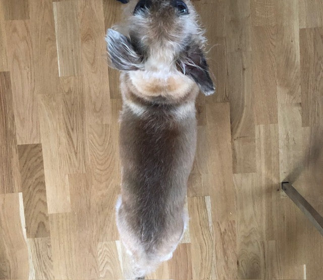 Case study - Paula and Debbie – The Dog Nutritionist
